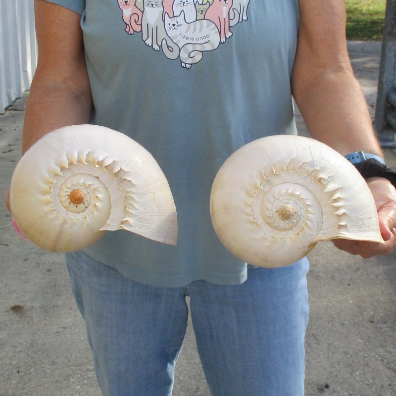 9 inch Philippine Crowned Baler Melon Shell, 2 pc lot