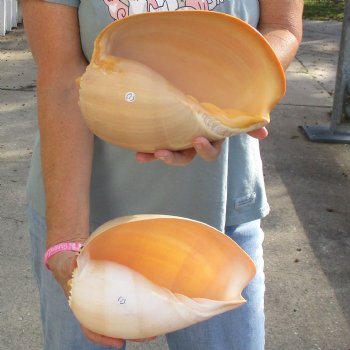 9 inch Philippine Crowned Baler Melon Shell, 2 pc lot