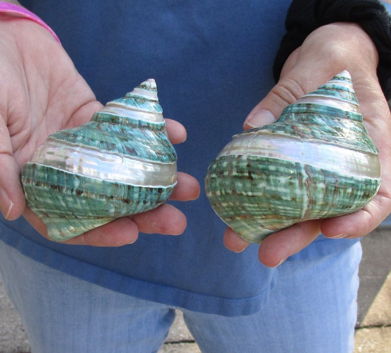 2 piece lot of Pearl banded Jade turbo shells available for sale