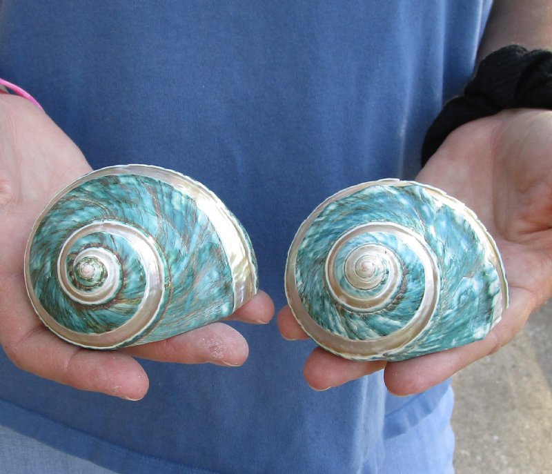 2 piece lot of Pearl banded Jade turbo shells available for sale