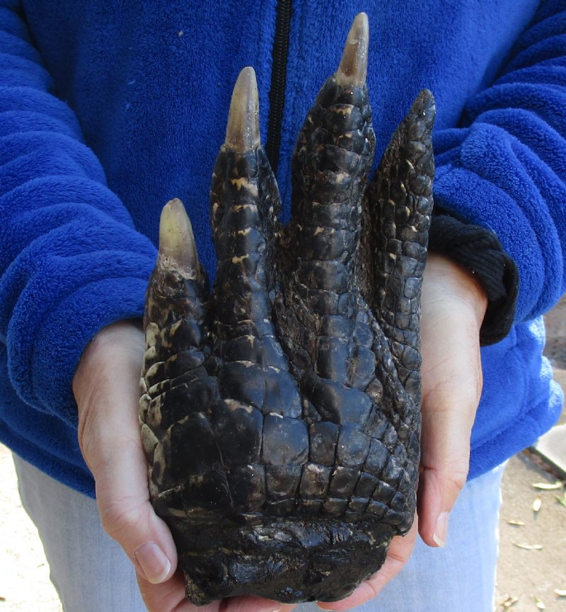 9-1/2 inch Preserved Alligator Foot for sale
