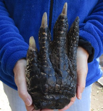 9-1/2 inch Preserved Alligator Foot for sale