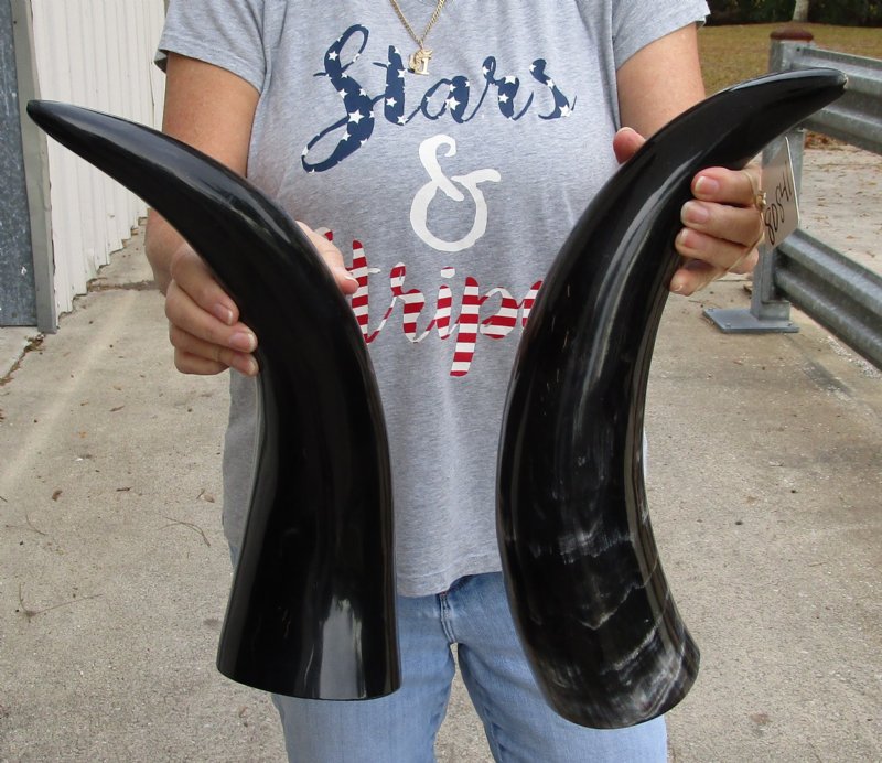 cattle/cow horns
