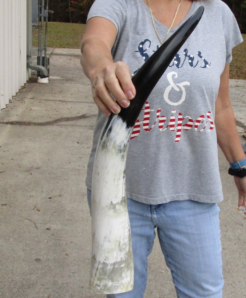White Polished Cow/Cattle horn