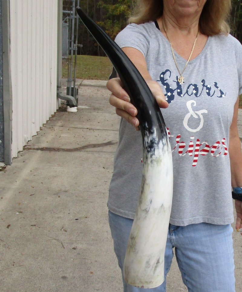 White Polished Cow/Cattle horn