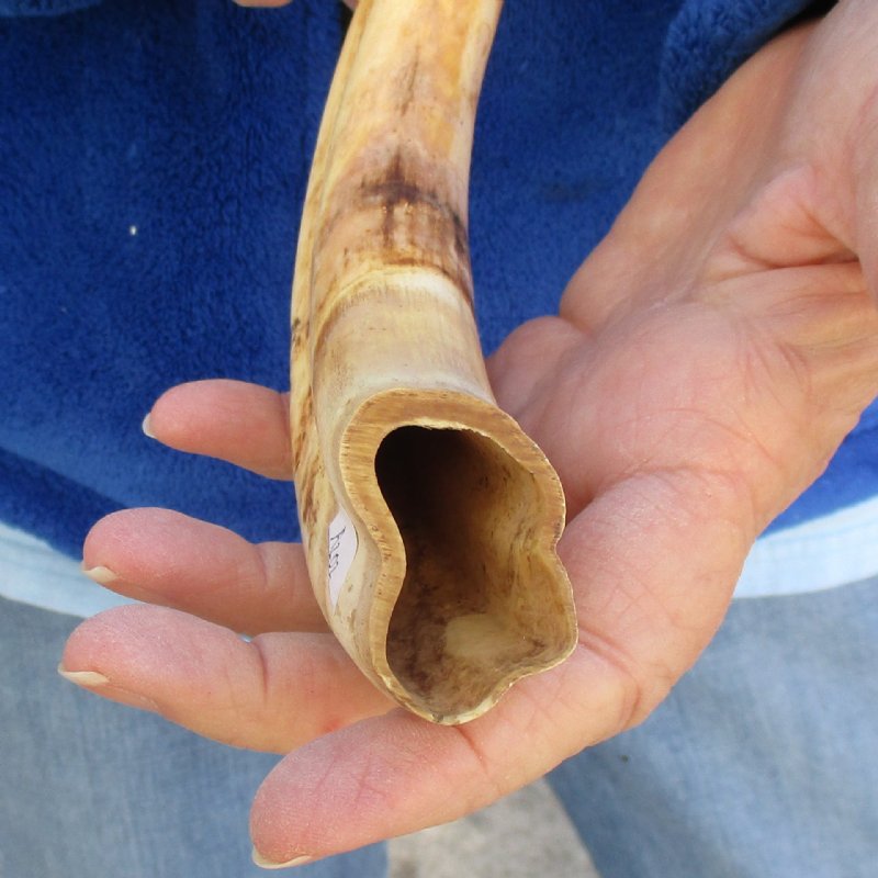 B-Grade 10 inch Ivory Tusk from African Warthog for sale