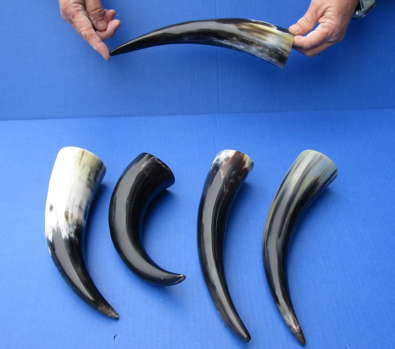 Polished Cow/Cattle Horns