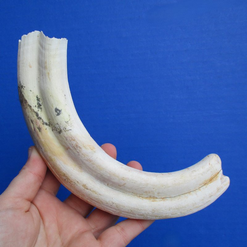 B-Grade 9 inch Ivory Tusk from African Warthog for sale