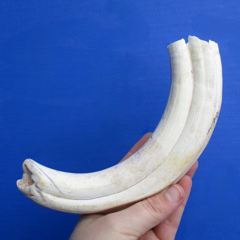 B-Grade 9 inch Ivory Tusk from African Warthog for sale