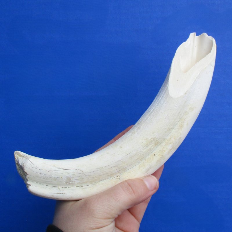 B-Grade 9 inch Ivory Tusk from African Warthog for sale