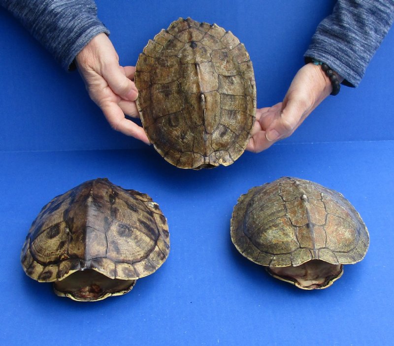 Map Turtle Shells for sale