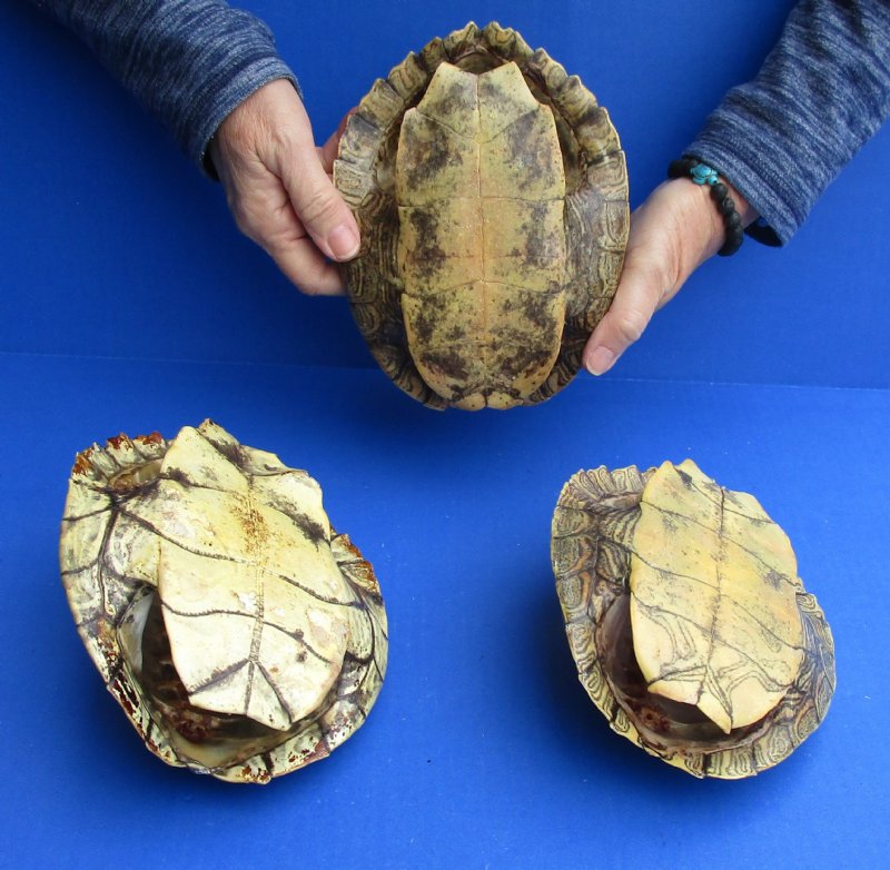 Map Turtle Shells for sale