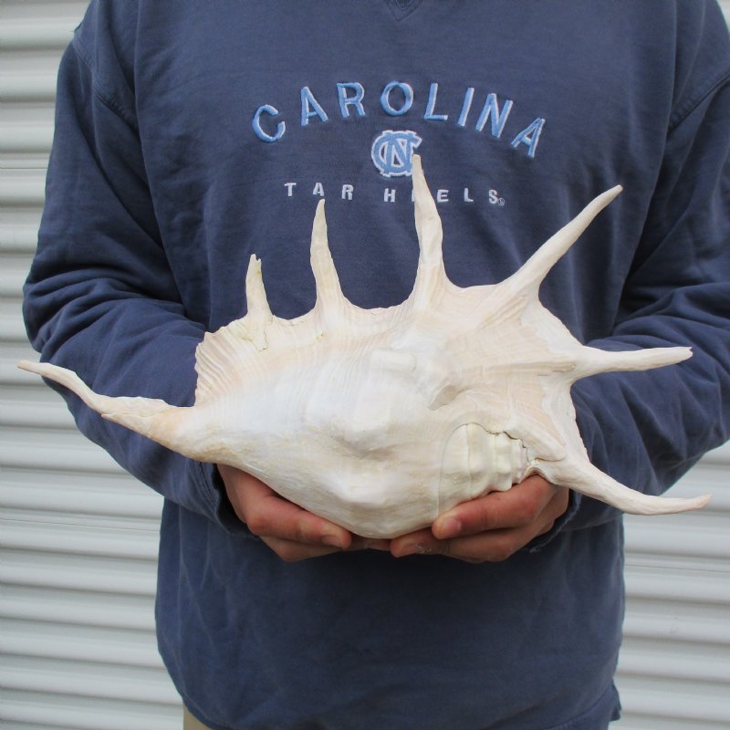 14 inch Giant Spider Conch for sale - $20