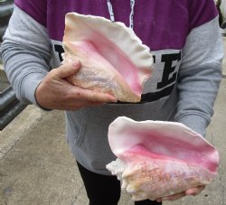 Large Pink Conch Shells | Queen Conch Shell | Hand Picked