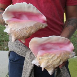 Large Pink Conch Shells | Queen Conch Shell | Hand Picked