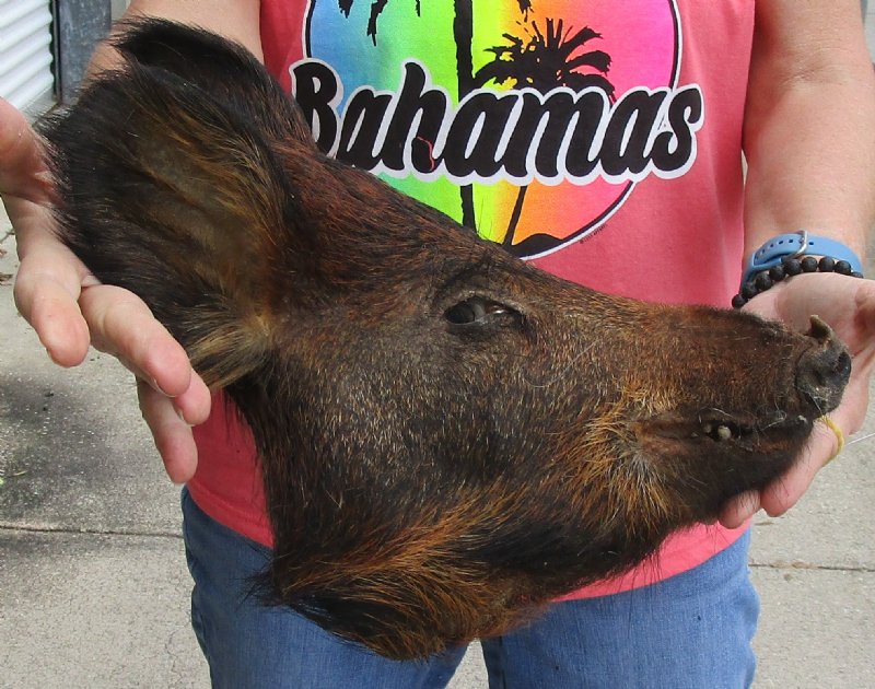 12 inch Preserved Georgia Wild Boar / Hog Head for sale