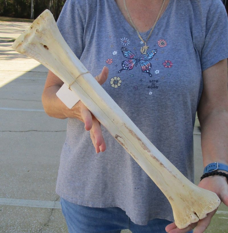 Real Giraffe Metacarpal leg bone for sale