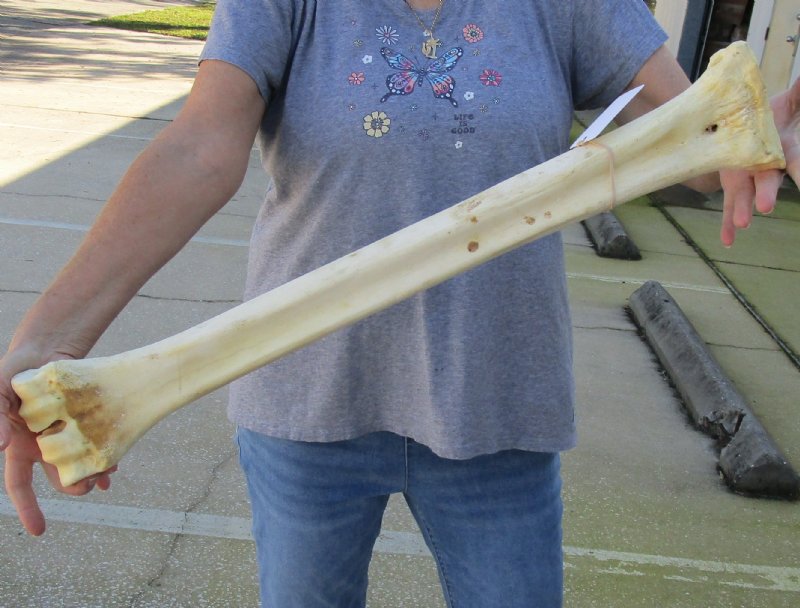 Real Giraffe Metacarpal leg bone for sale