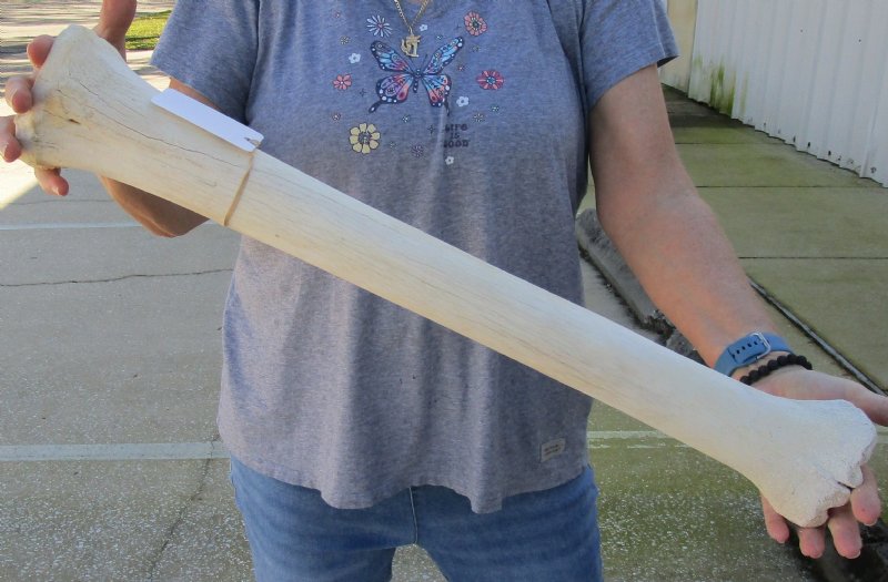 Real Giraffe Metacarpal leg bone for sale