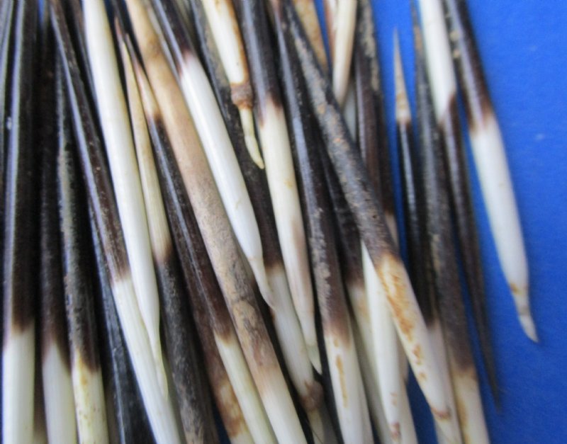 B-Grade 300 Semi-Cleaned African Porcupine Quills 2-1/2 to 4 inches