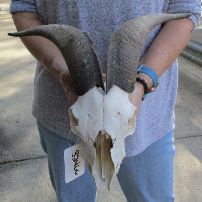 B-Grade 12 inch Horns on 8 inch Domestic Goat Skull for sale