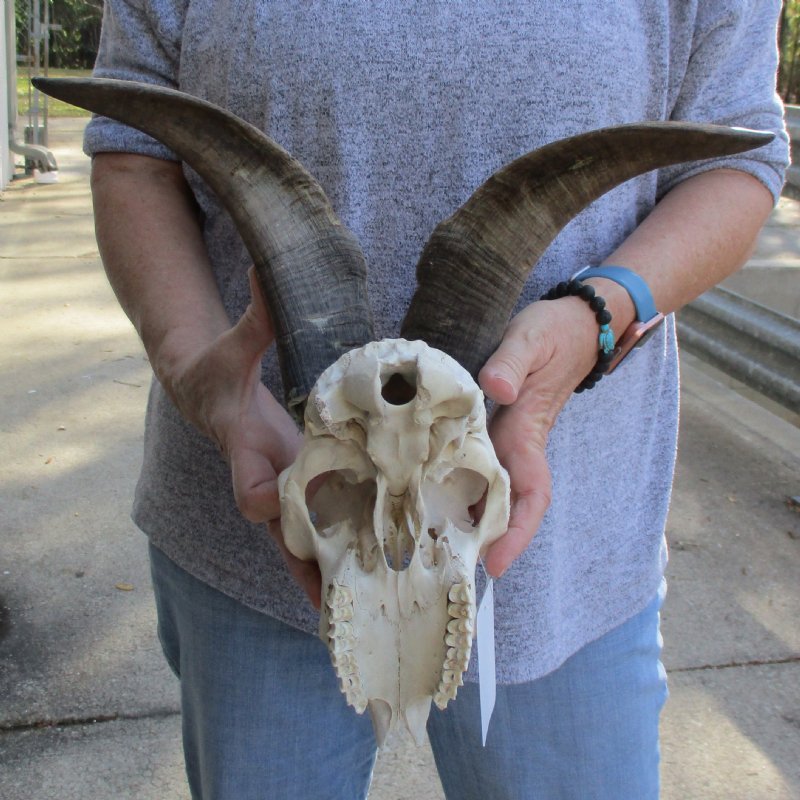 B-Grade 12 inch Horns on 8 inch Domestic Goat Skull for sale