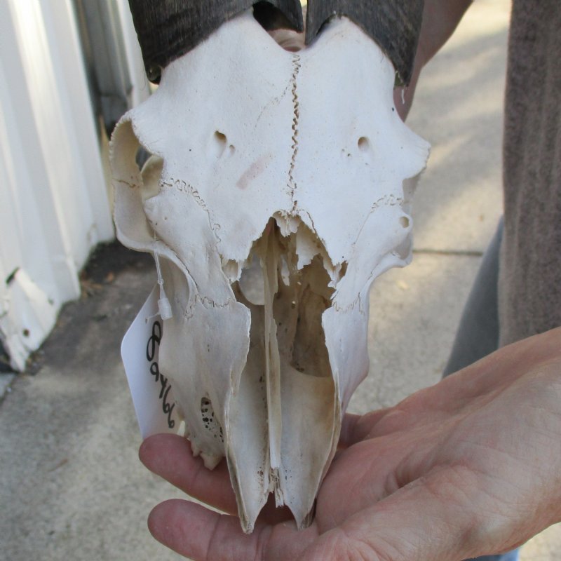 B-Grade 12 inch Horns on 8 inch Domestic Goat Skull for sale