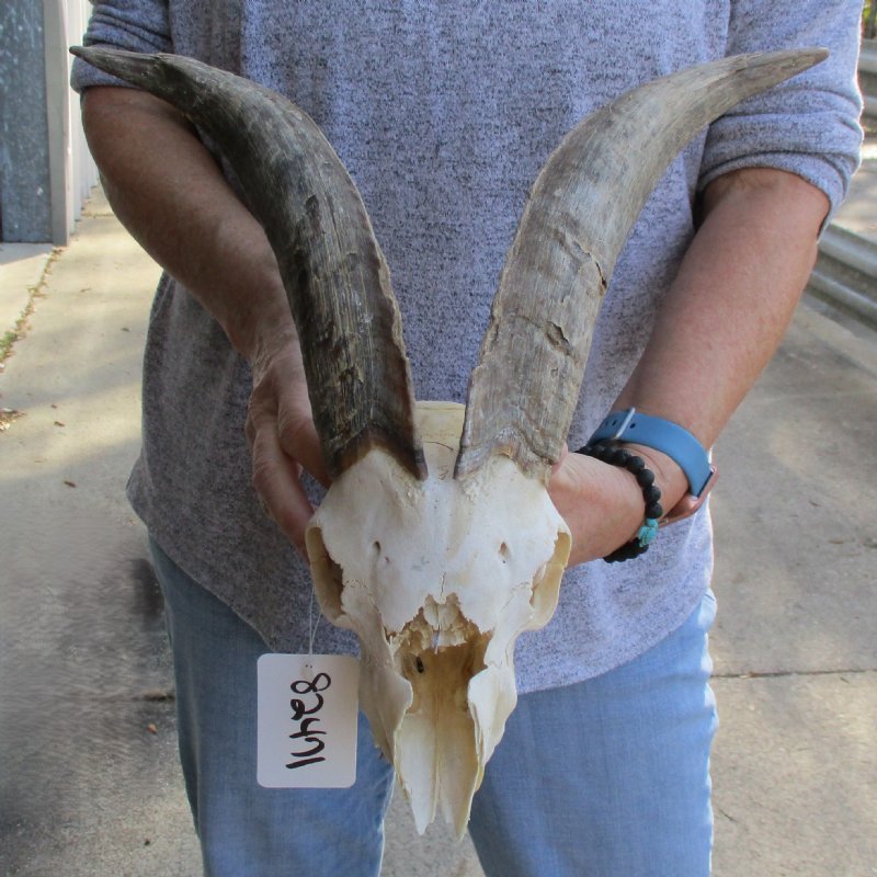 B-Grade 12 inch Horns on 7 inch Domestic Goat Skull for sale