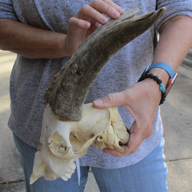 B-Grade 12 inch Horns on 7 inch Domestic Goat Skull for sale