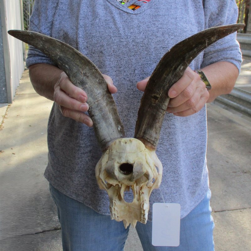 B-Grade 12 inch Horns on 7 inch Domestic Goat Skull for sale