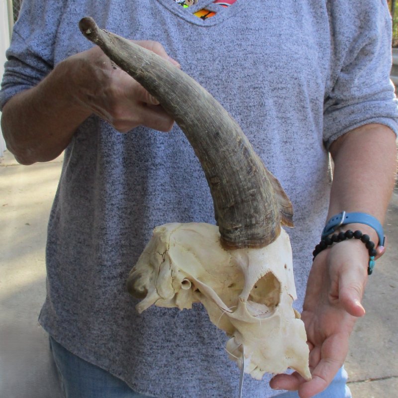 B-Grade 12 inch Horns on 7 inch Domestic Goat Skull for sale