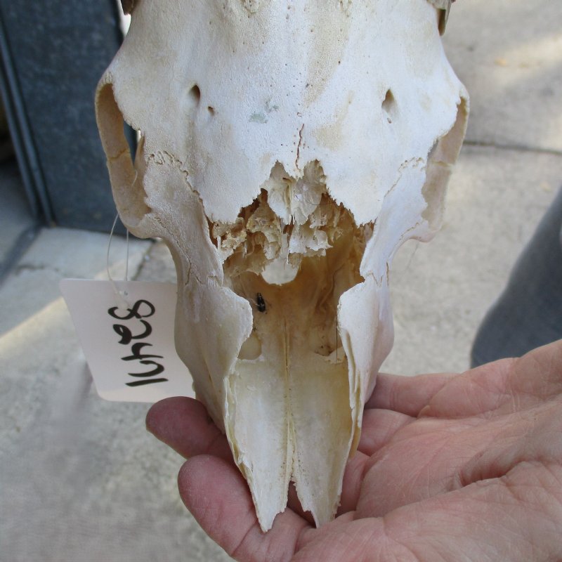 B-Grade 12 inch Horns on 7 inch Domestic Goat Skull for sale
