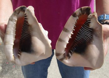 Two piece lot of King Helmet Shells