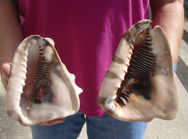 Two piece lot of King Helmet Shells