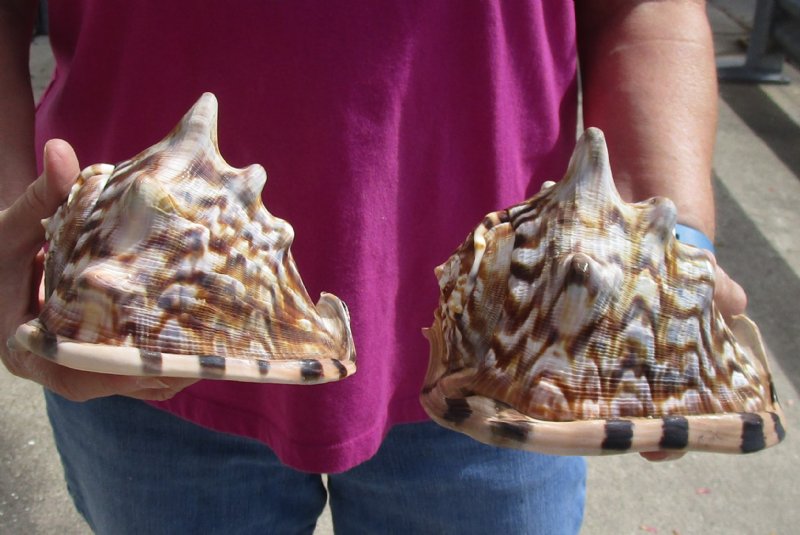 Two piece lot of King Helmet Shells