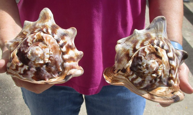 Two piece lot of King Helmet Shells