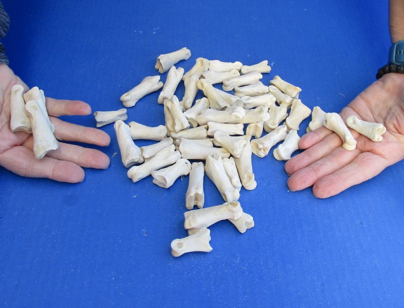Deer Knuckle bones in assorted sizes