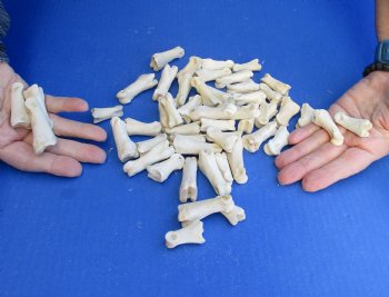 Deer Knuckle bones in assorted sizes