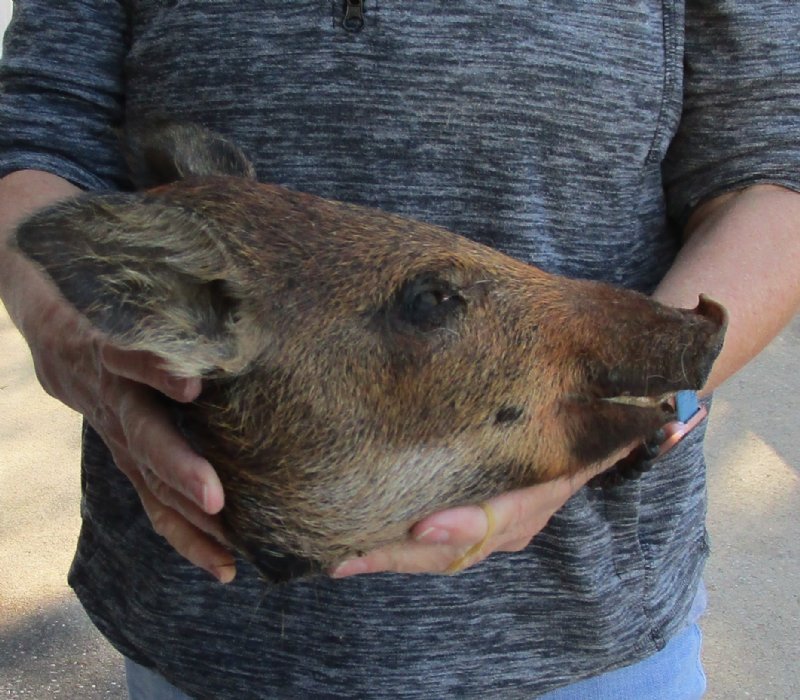 10 inch Preserved Georgia Wild Boar / Hog Head for sale