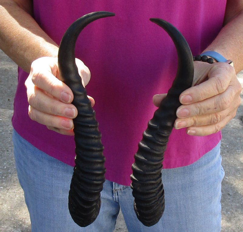 Matching pair of Male Springbok horns