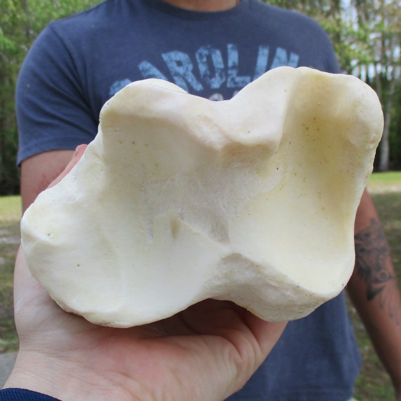 23 inch Giraffe Tibia Leg Bone for sale