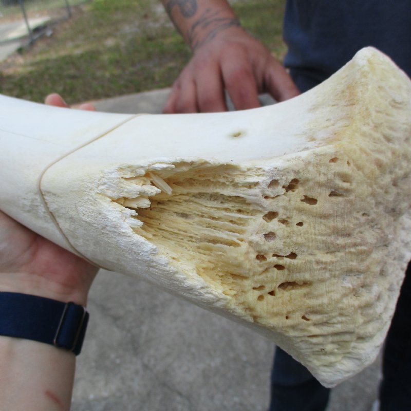 23 inch Giraffe Tibia Leg Bone for sale