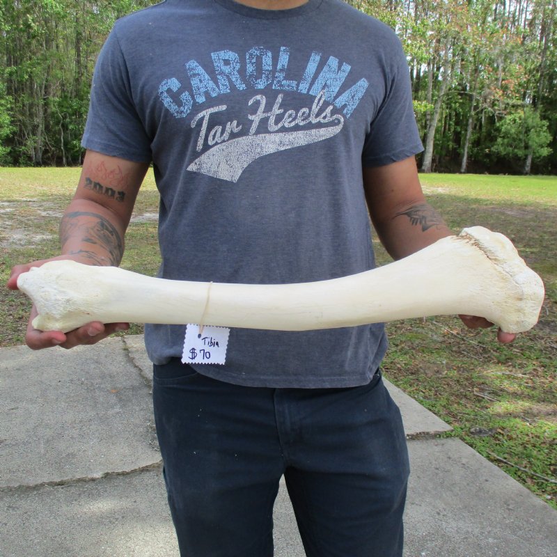 22 inch Giraffe Tibia Leg Bone for sale