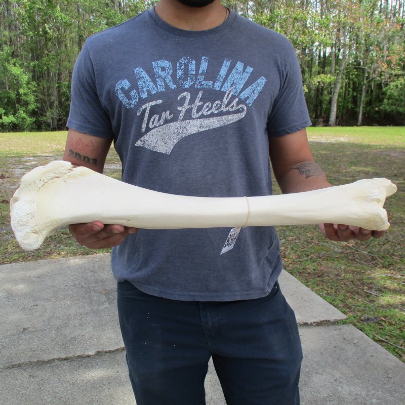 22 inch Giraffe Tibia Leg Bone for sale