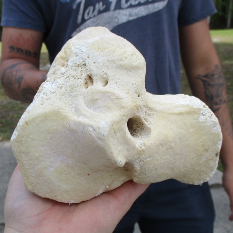 22 inch Giraffe Tibia Leg Bone for sale