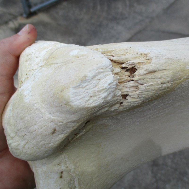 22 inch Giraffe Tibia Leg Bone for sale