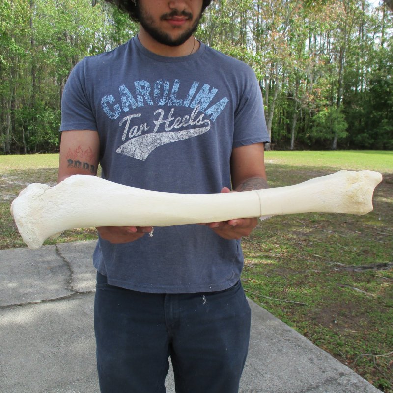23 inch Giraffe Tibia Leg Bone for sale