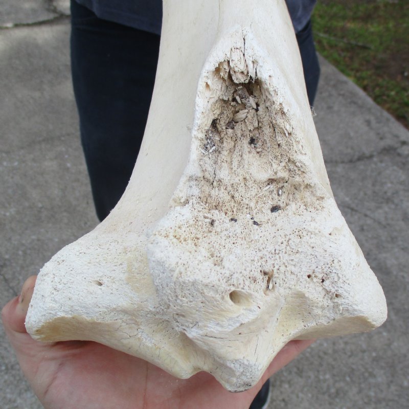 23 inch Giraffe Tibia Leg Bone for sale