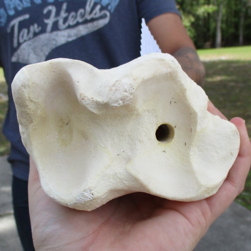 23 inch Giraffe Tibia Leg Bone for sale