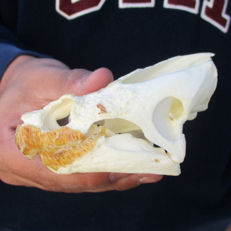 4-1/2 inch Common Snapping Turtle Skull for sale